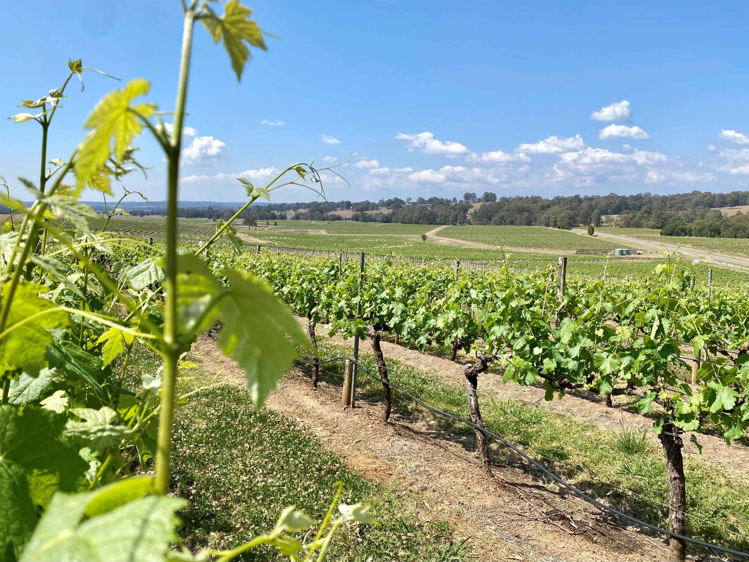 Bonvilla Estate – Van Haven Adventures